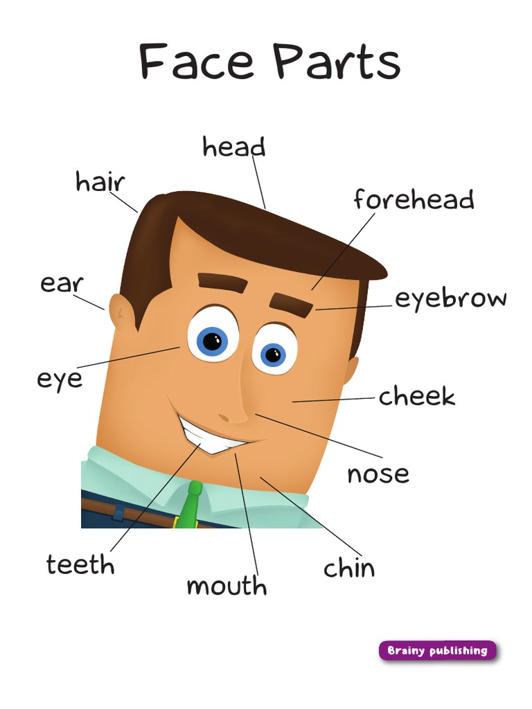 Face Parts: Hair Head Forehead | PDF