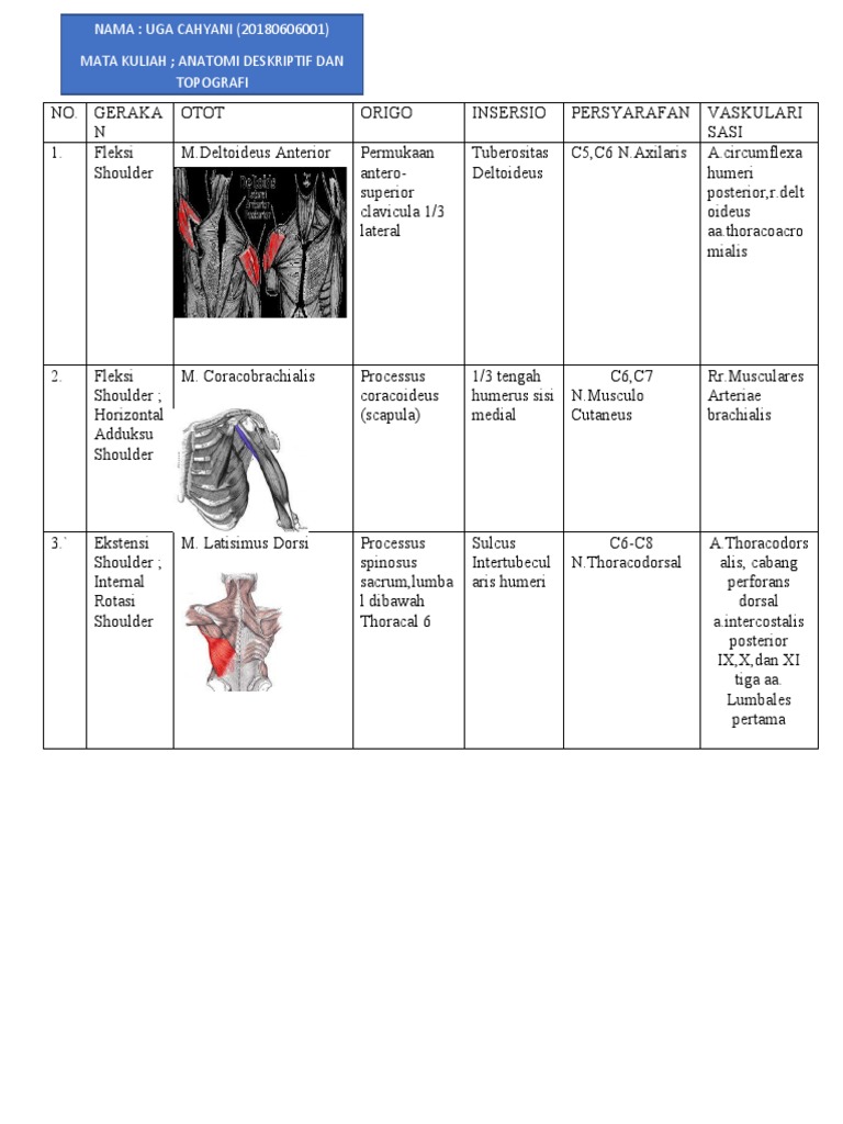 Anatomi Origo | PDF | Lower Limb Anatomy | Skeletal System