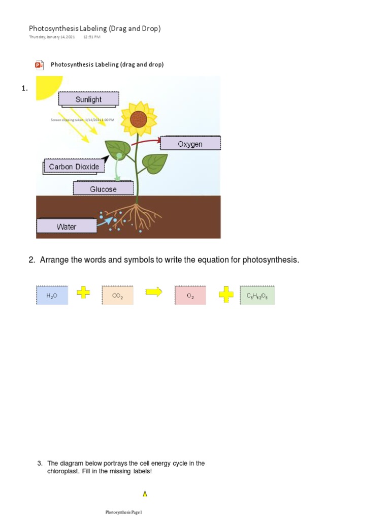 Photosynthesis Diagram To Label