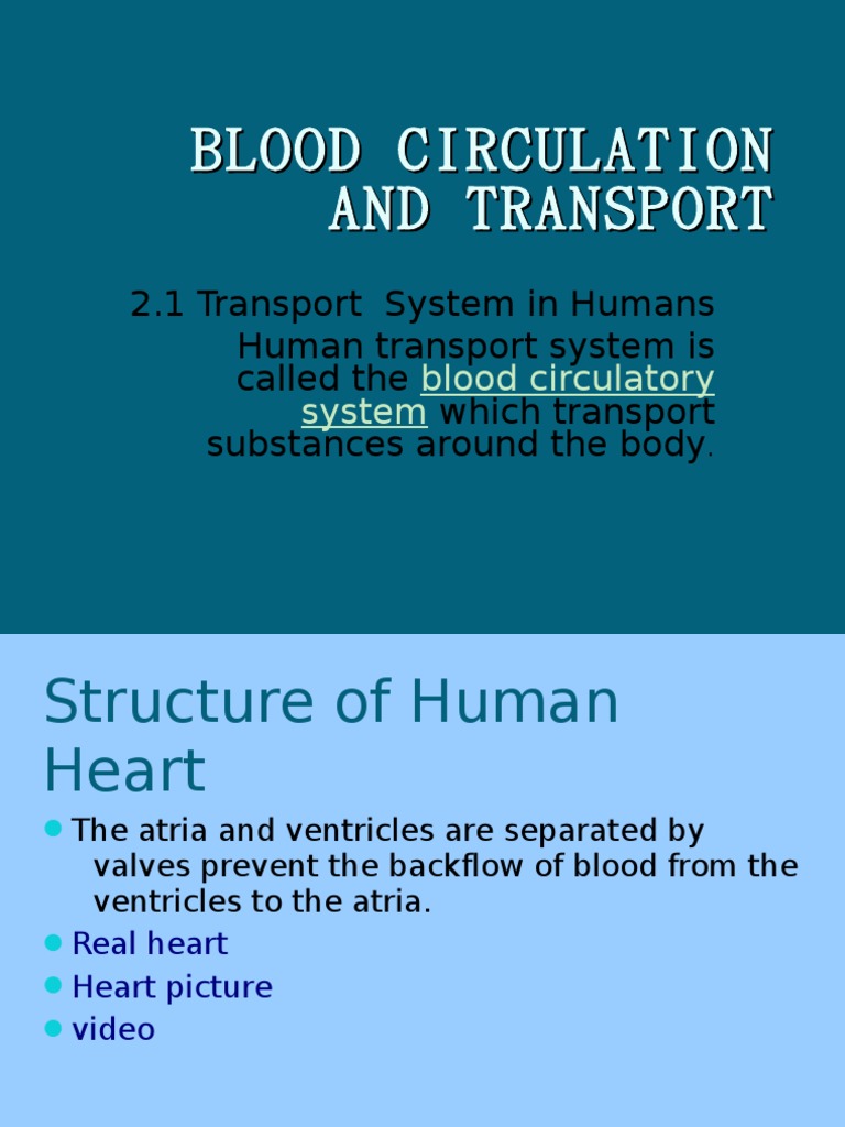 Blood Circulation and Transport | PDF | Circulatory System | Vein