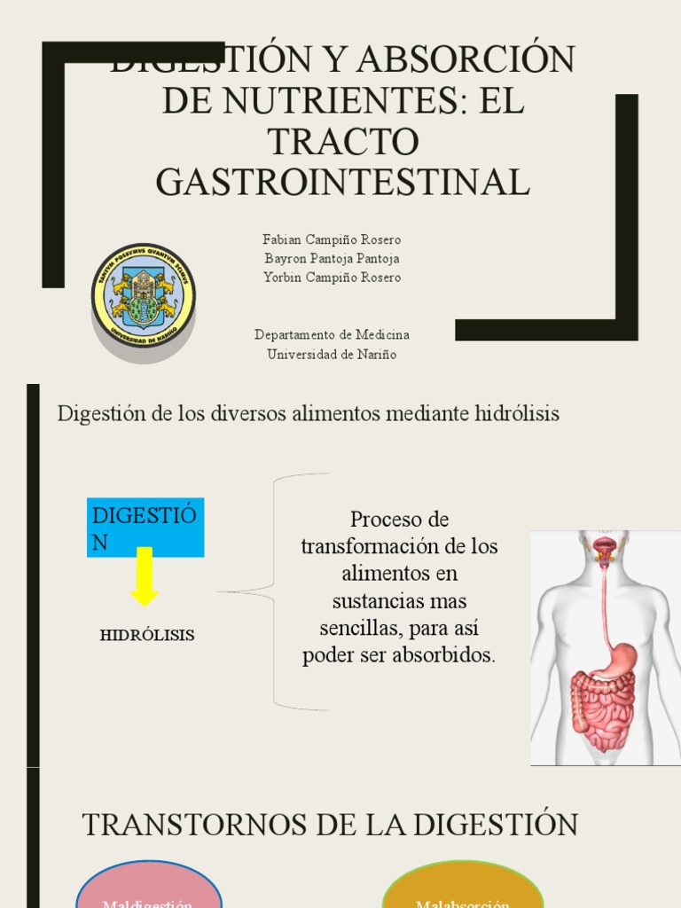 Digestión y Absorción de Nutrientes | PDF | Digestión | Sistema ...