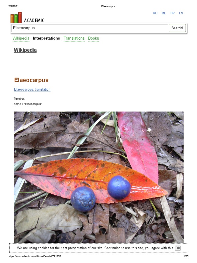 Elaeocarpus: Wikipedia | PDF | Plants | Nature