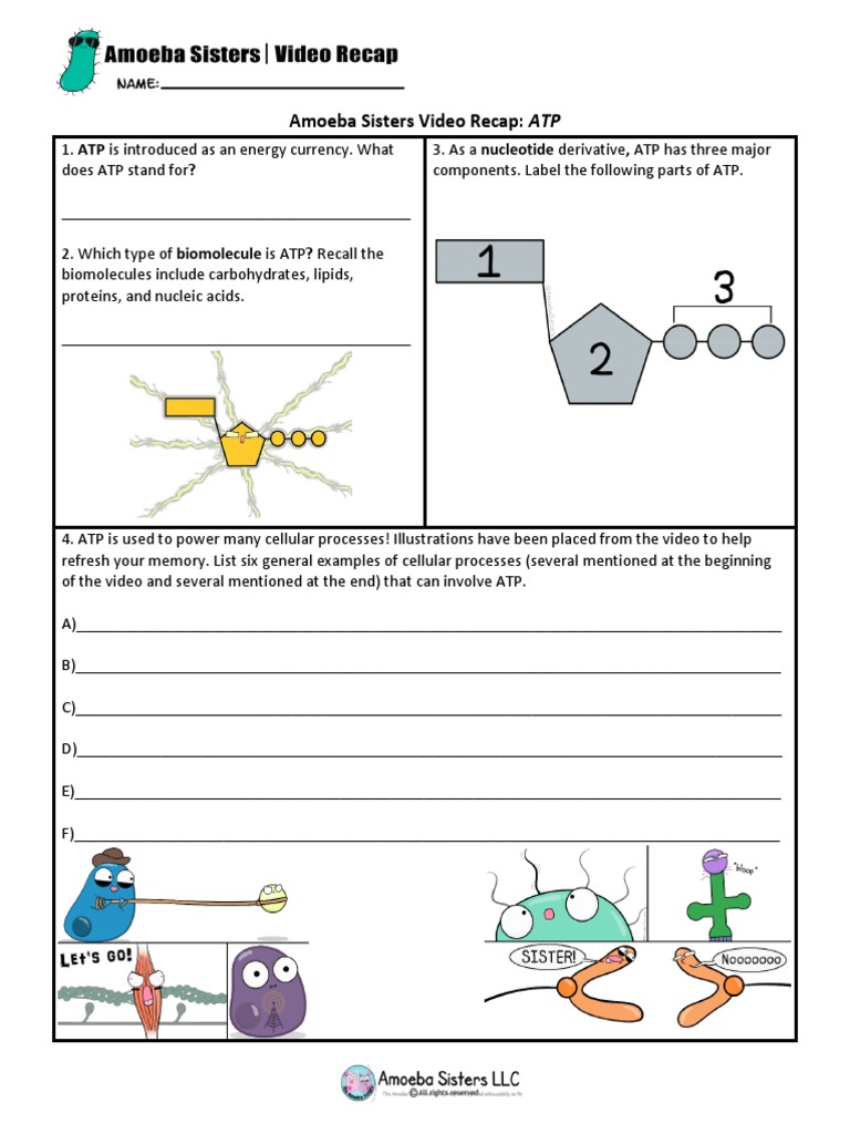Amoeba Sisters Video Recap: ATP | PDF | Adenosine Triphosphate ...