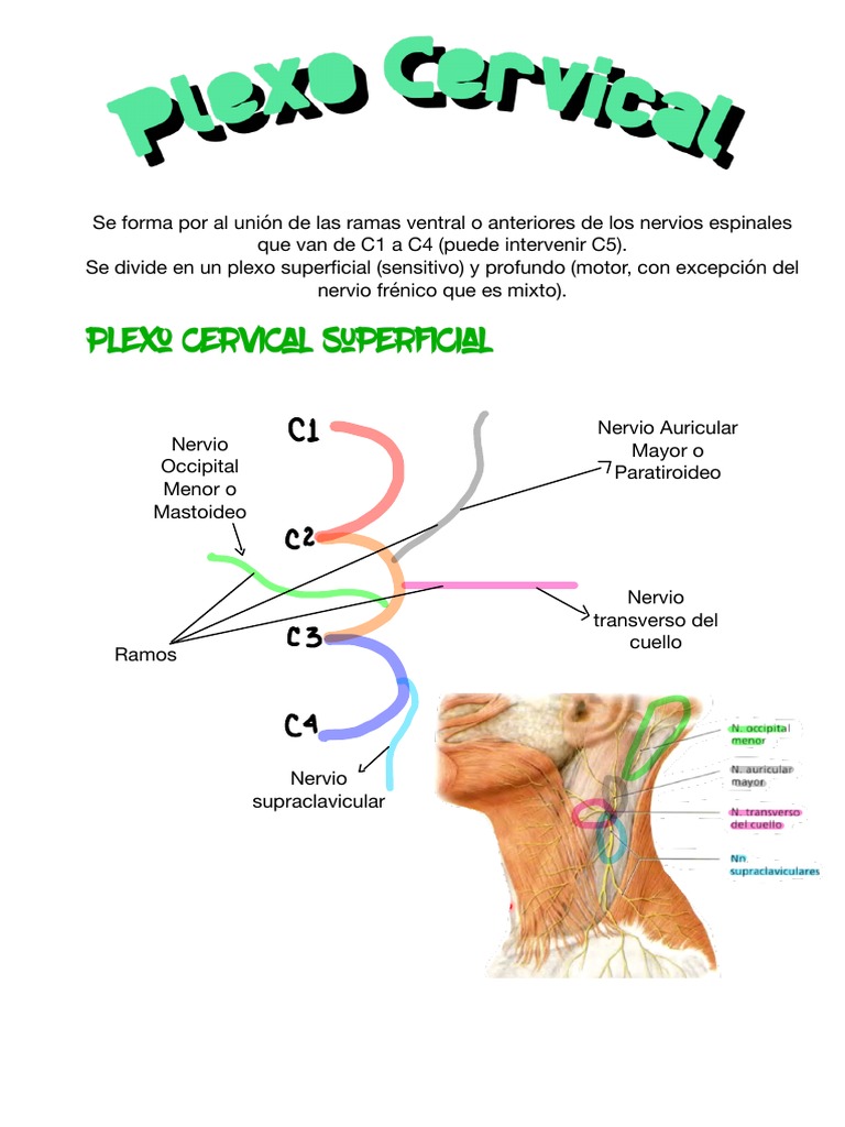 Plexo Cervical | PDF | Sistema nervioso | Anatomía humana