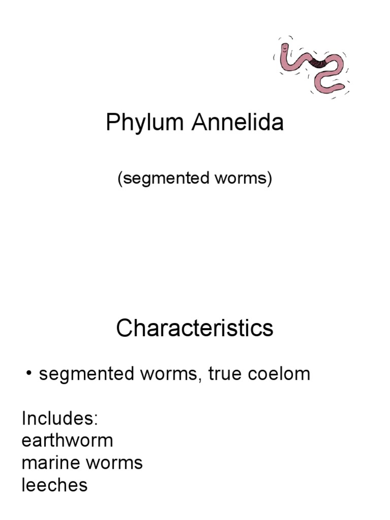 Phylum Annelida: (Segmented Worms) | PDF