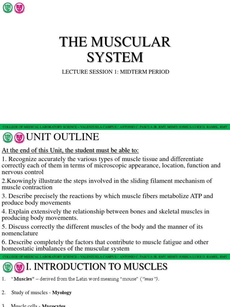 Lecture Guide - Muscular System | PDF | Myocyte | Skeletal Muscle