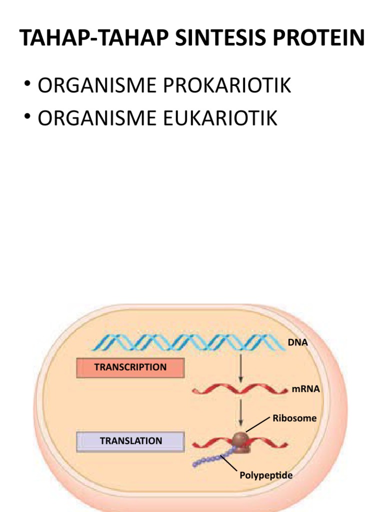 Tahap-Tahap Sintesis Protein | PDF