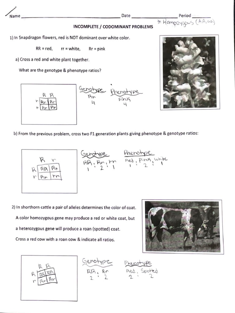 Incomplete Codominant Problems | PDF | Zygosity | Genotype