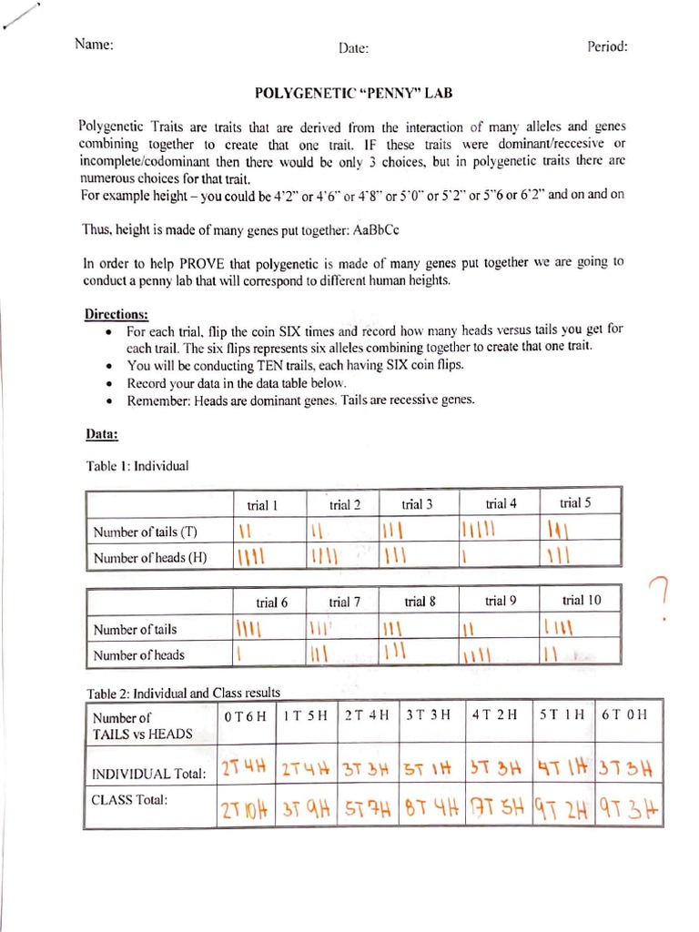 Iii/ I/ I: Polygenetic "Penny" Lab | PDF | Phenotypic Trait | Dominance ...
