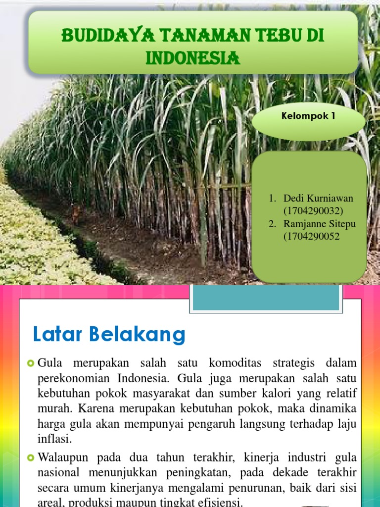 Ramjanne Sitepu Dan Dedi Kuniawan PPT Tebu | PDF