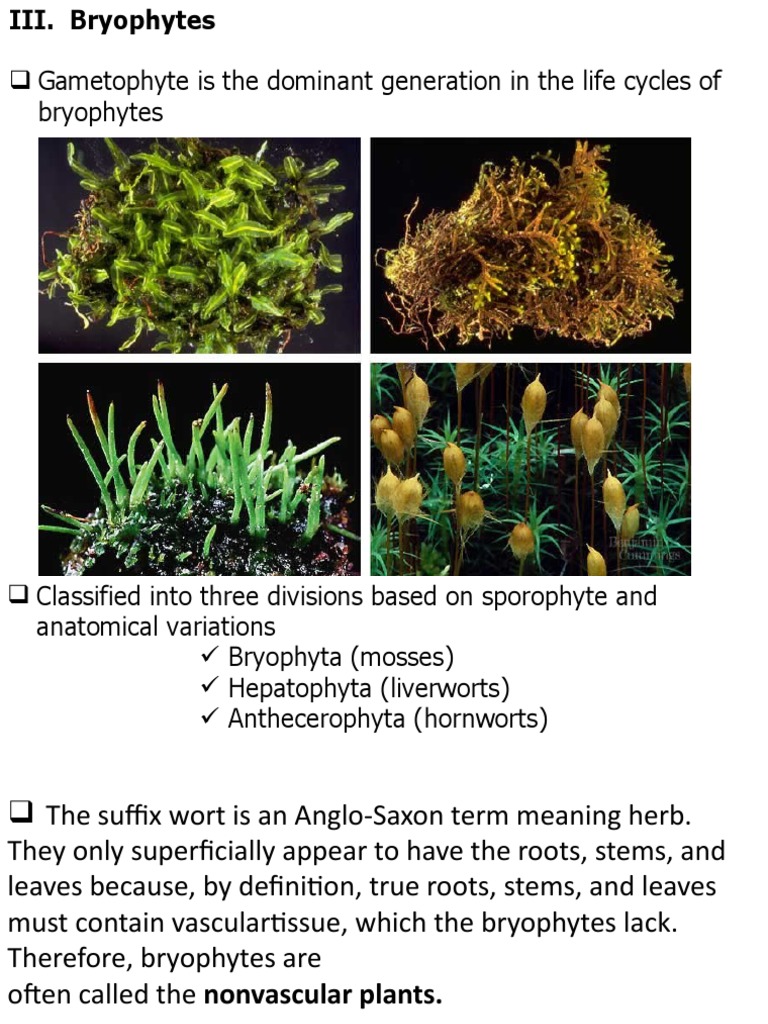 Gametophyte Is The Dominant Generation in The Life Cycles of Bryophytes ...