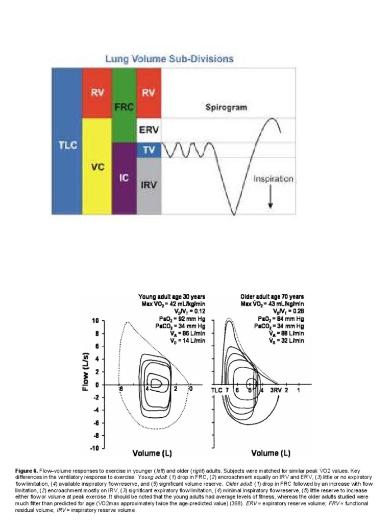 Exercise and Flow Volume Loops | PDF