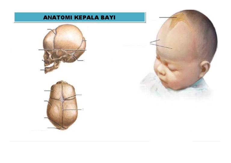 Gambar Anatomi Kepala Bayi | PDF