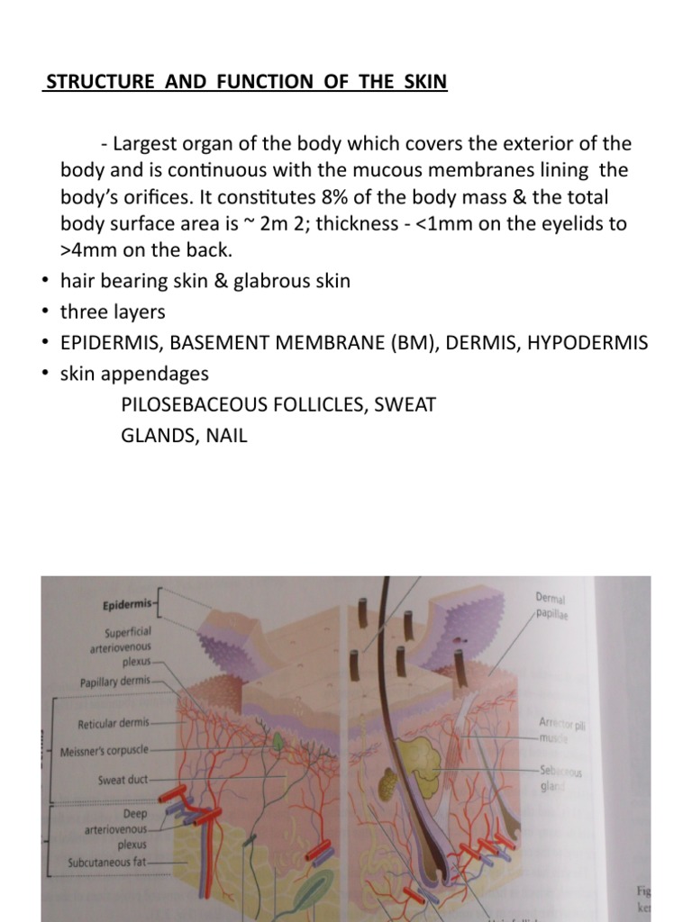 Structure and Function of Skin Layers | PDF | Skin | Epidermis