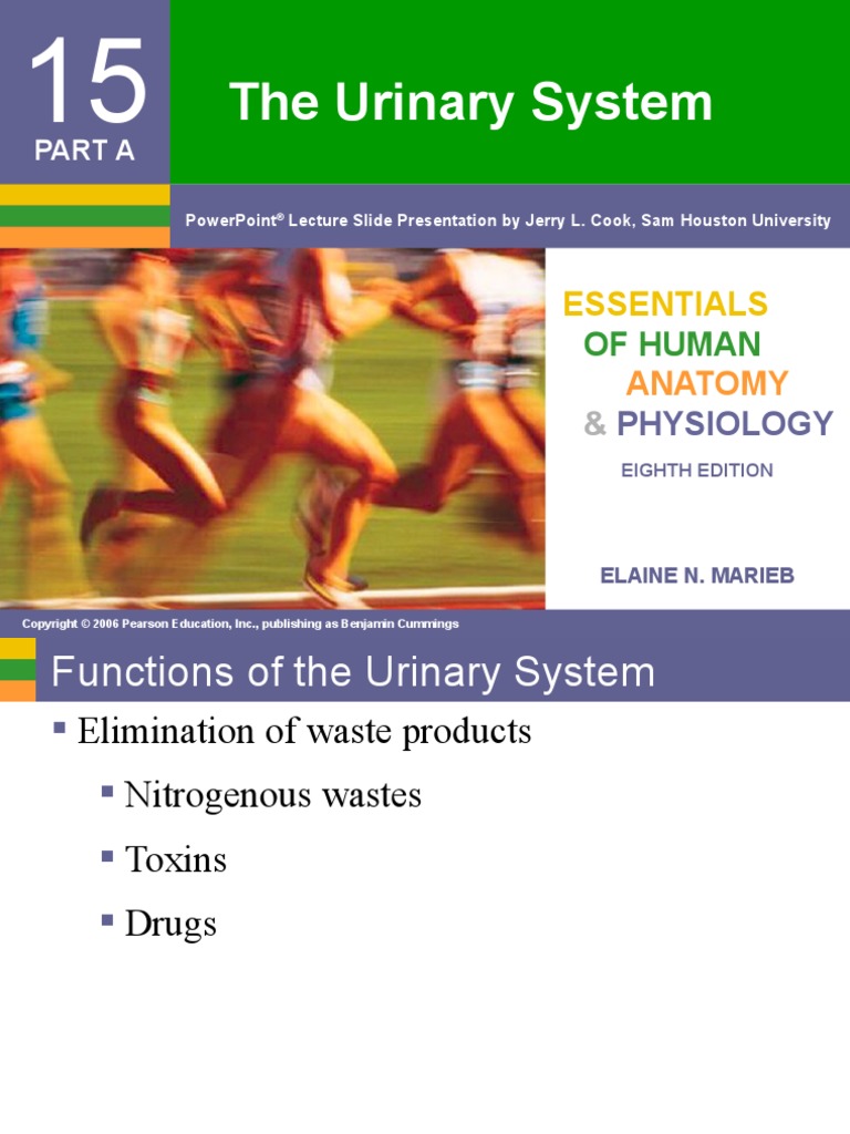 Urinary System 1 | PDF | Kidney | Organ (Anatomy)