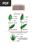 Botany Practical Record Book | PDF | Mitosis | Leaf
