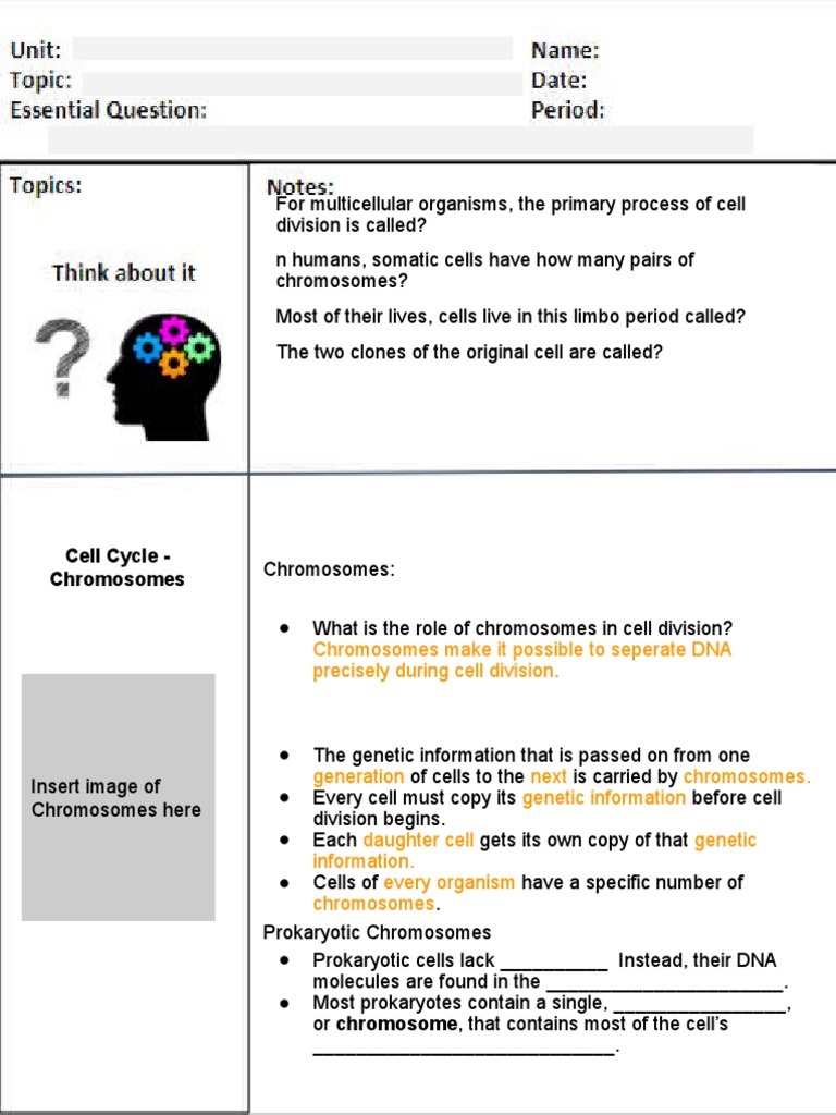 Cell Cycle - Chromosomes: Chromosomes Make It Possible To Seperate DNA ...