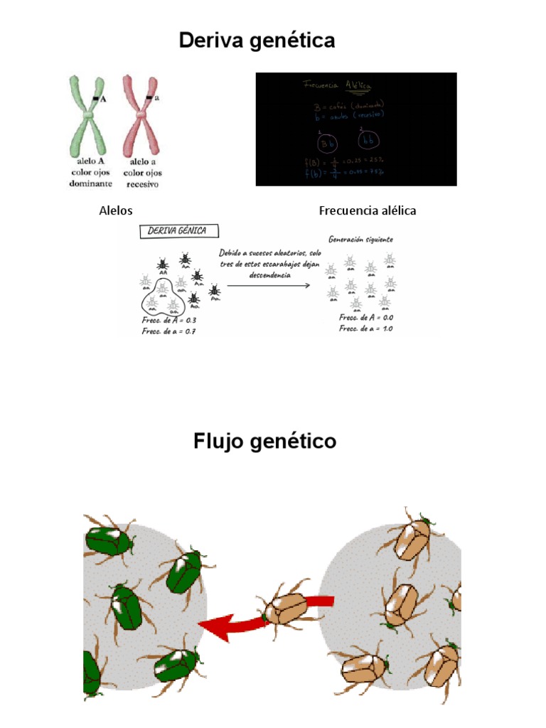 Flujo Genético y Deriva Genética | PDF