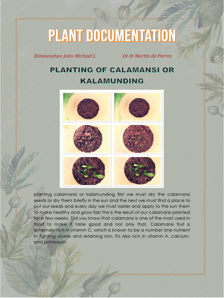Calamansi Planting and Care Guide | PDF
