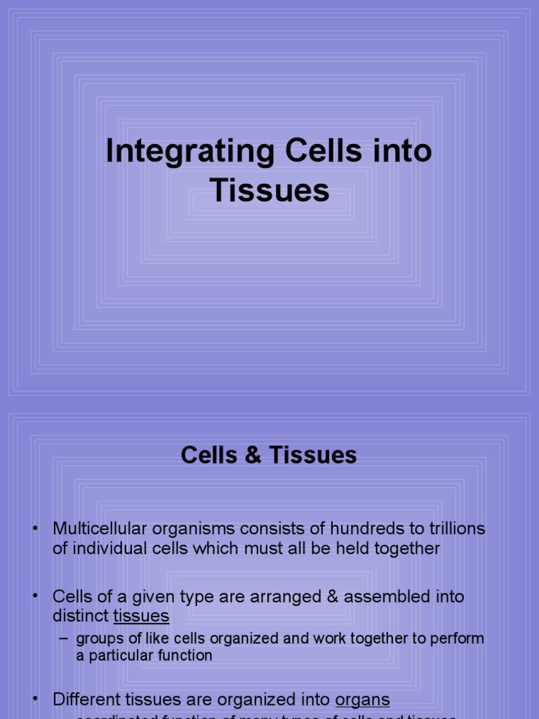 19) Integrating Cells Into Tissues | PDF | Cell Adhesion | Extracellular Matrix