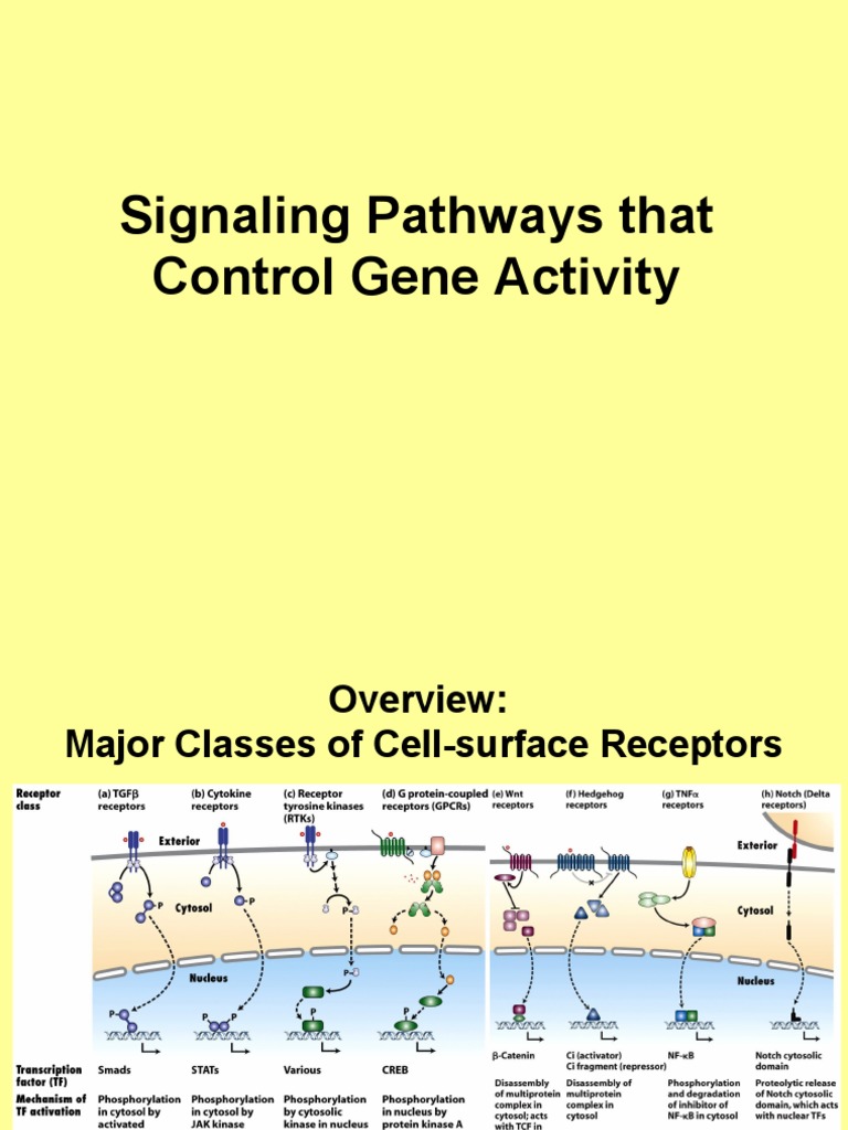 16) Signaling Pathways That Control Gene Activity | PDF | Transforming ...