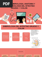 Irrigación e Inervación del Colon | PDF | Intestino grueso | Recto