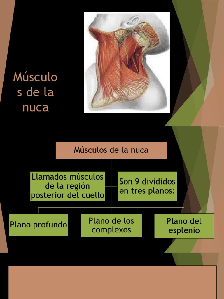 Músculos de La Nuca | PDF | La columna vertebral | Vértebra