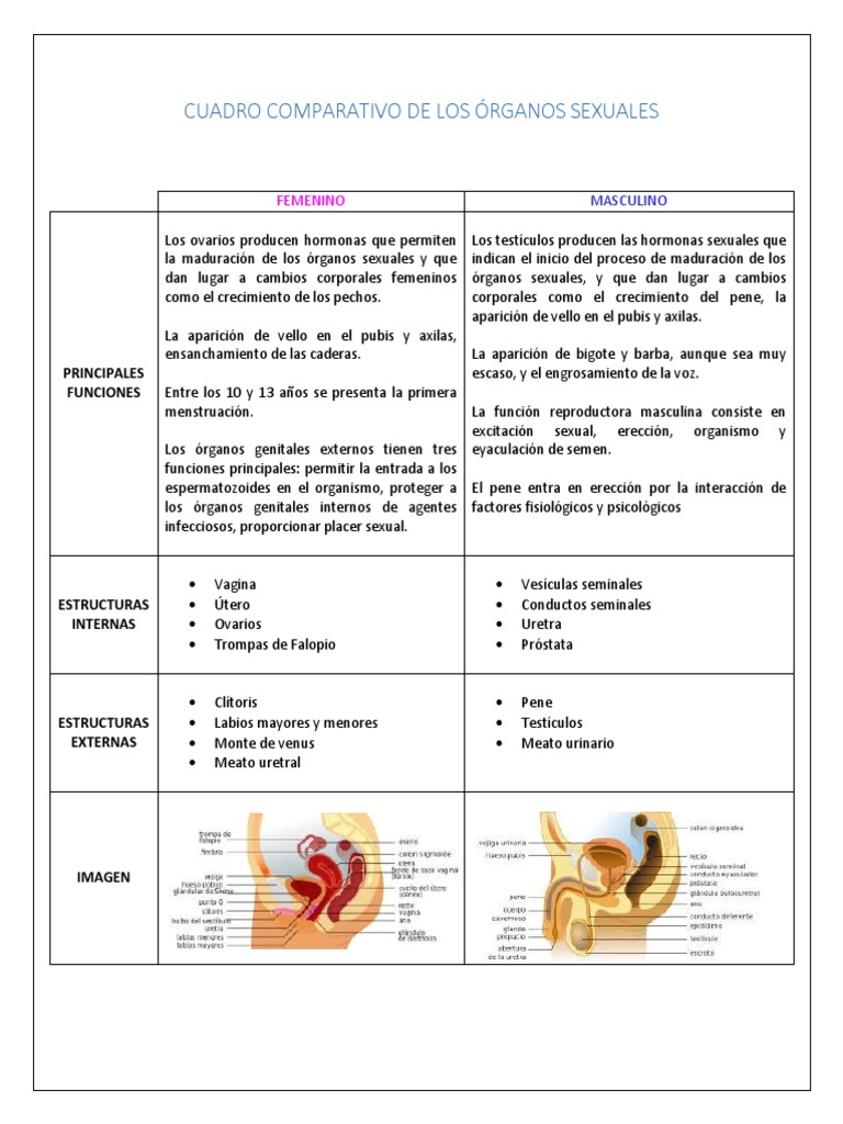 Una comparación detallada de los órganos sexuales femeninos y masculinos | PDF