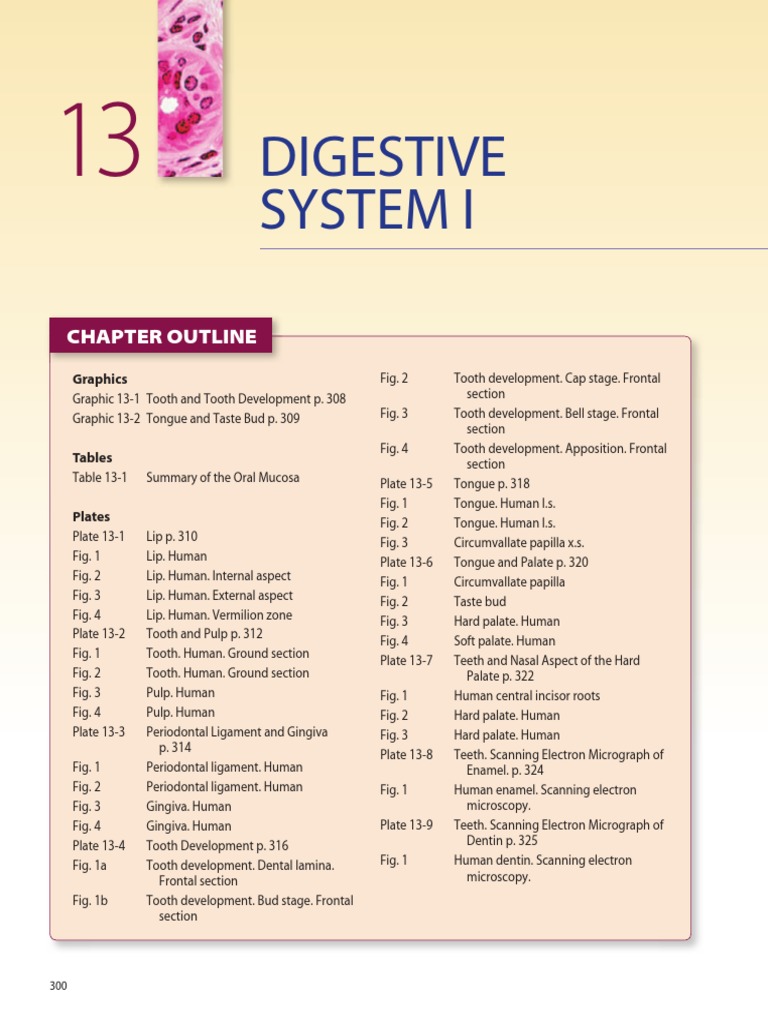 Chapter 13-Digestive System I | PDF | Tongue | Human Tooth