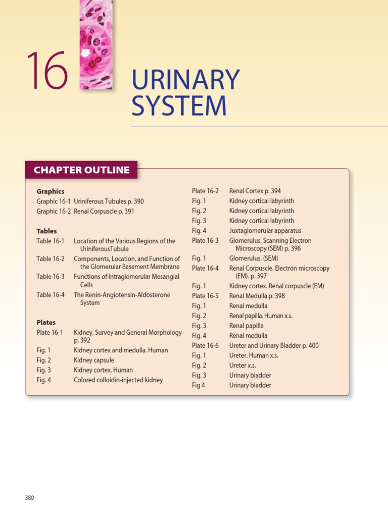 Chapter 16-Urinary System | PDF | Kidney | Angiotensin