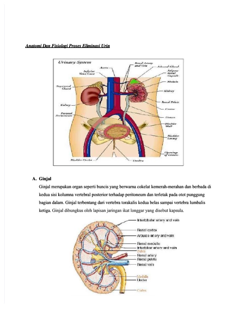PDF Anatomi Dan Fisiologi Proses Eliminasi - Compress | PDF