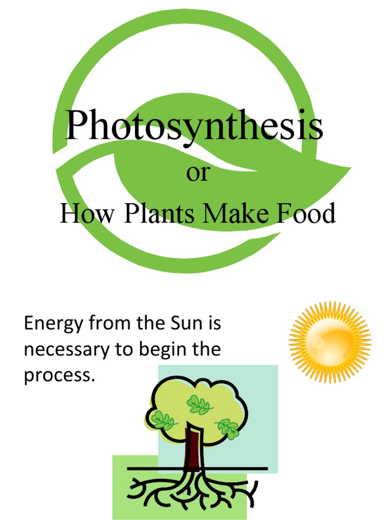 Photosynthesis: or How Plants Make Food | PDF