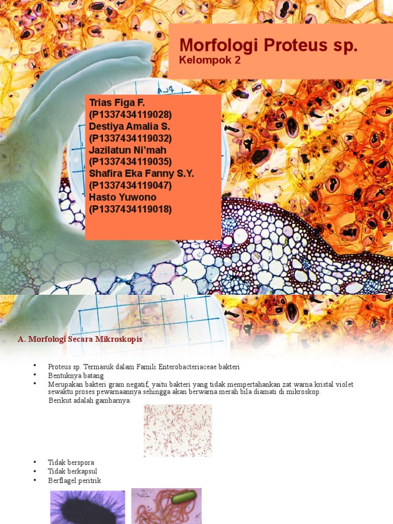 Kel 2 Morfologi Proteus SP | PDF