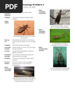 Animal Kingdom Flow Chart | PDF | Biology | Zoology