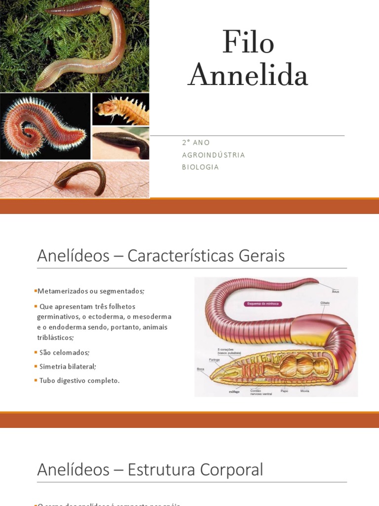 Filo Annelida | PDF | Protostomia | Biologia