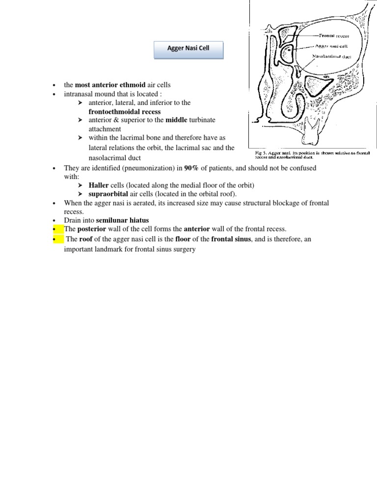 Frontoethmoidal Recess: Agger Nasi Cell | PDF