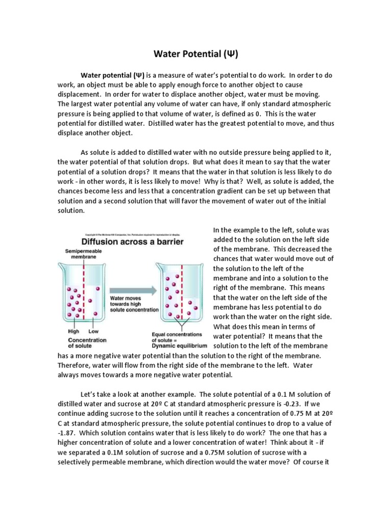 Understanding Water Potential in Biology | PDF | Osmosis | Physical ...