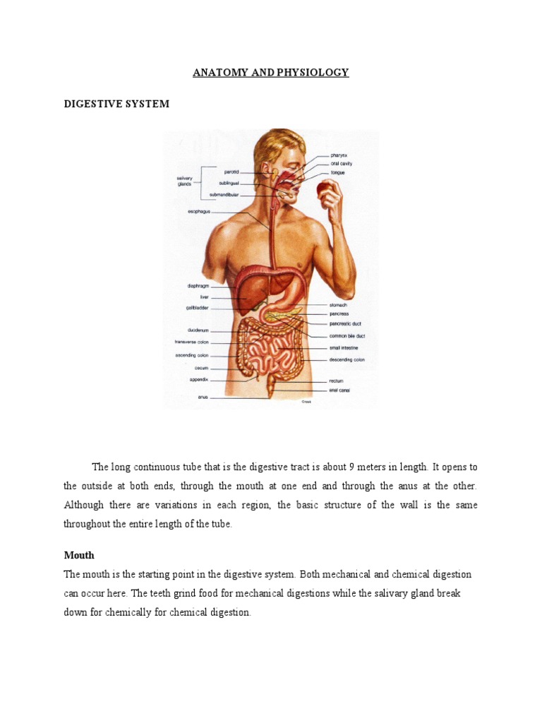 Digestive System Anatomy Overview | PDF | Digestion | Human Digestive ...