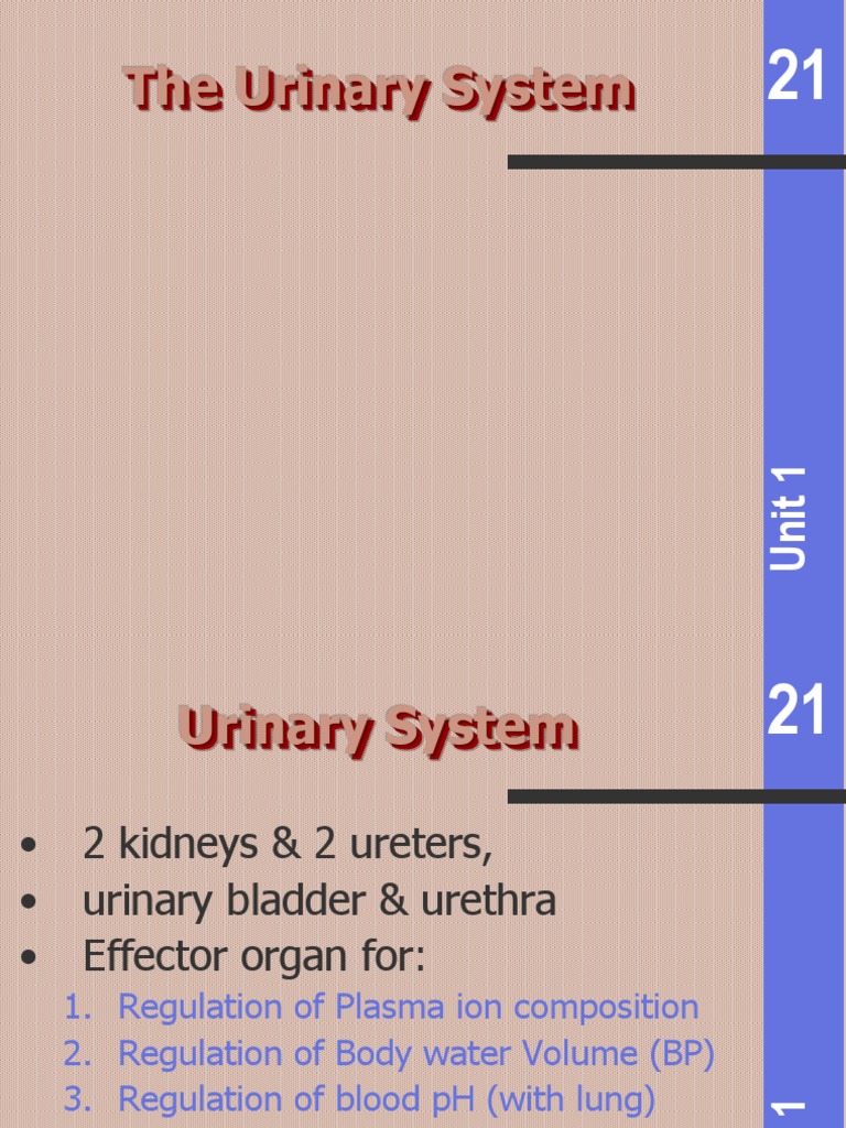 Urinary System Review of Ana & Physio | PDF | Kidney | Urinary System