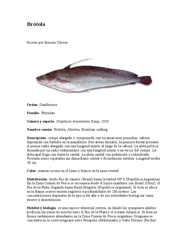 Brotola | PDF | Pescado | Animales acuáticos