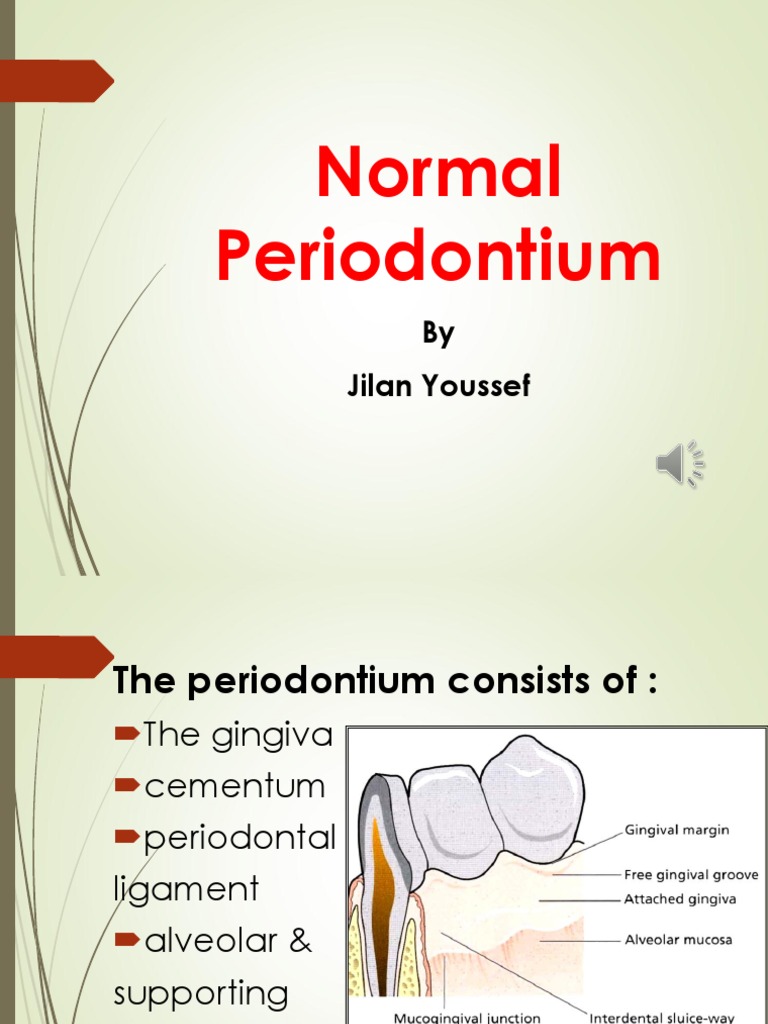 Normal Periodontium 1 | PDF | Epithelium | Human Tooth