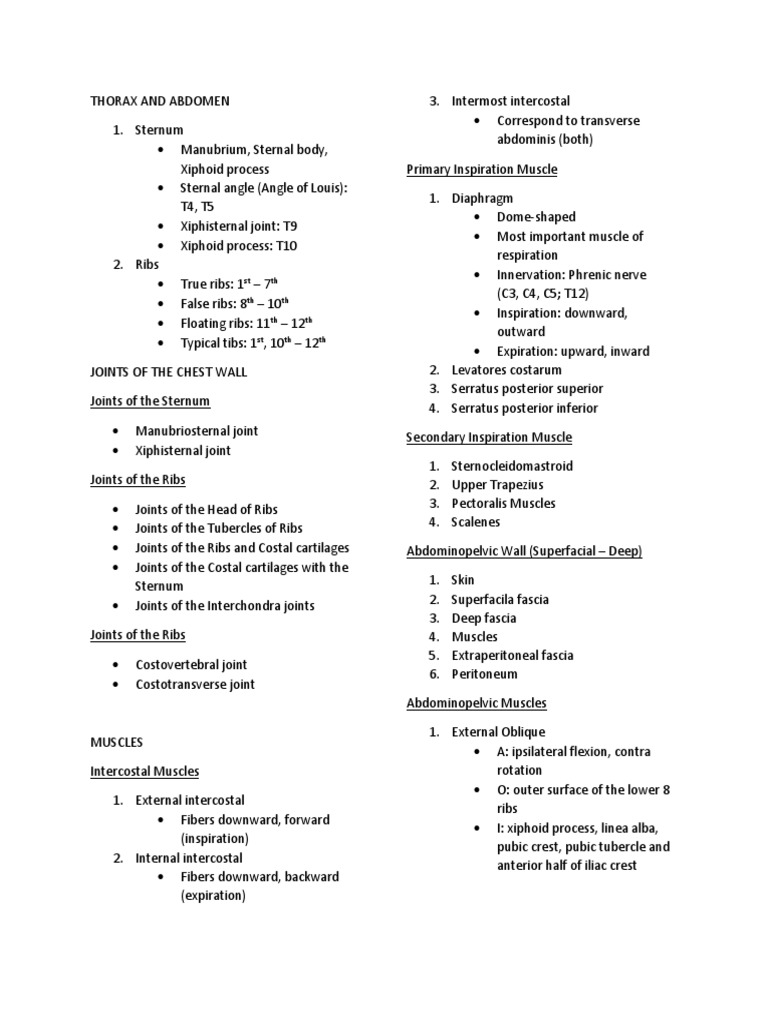 Thorax and Abdomen Muscle Notes | PDF | Abdomen | Soft Tissue