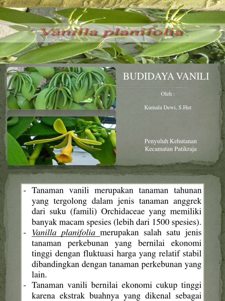 Budidaya Vanili | PDF