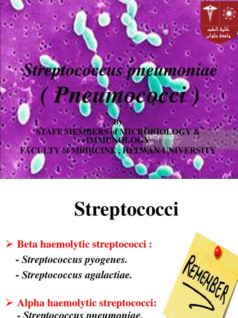 Pneumococci MIcro Lab | PDF | Streptococcus | Clinical Medicine