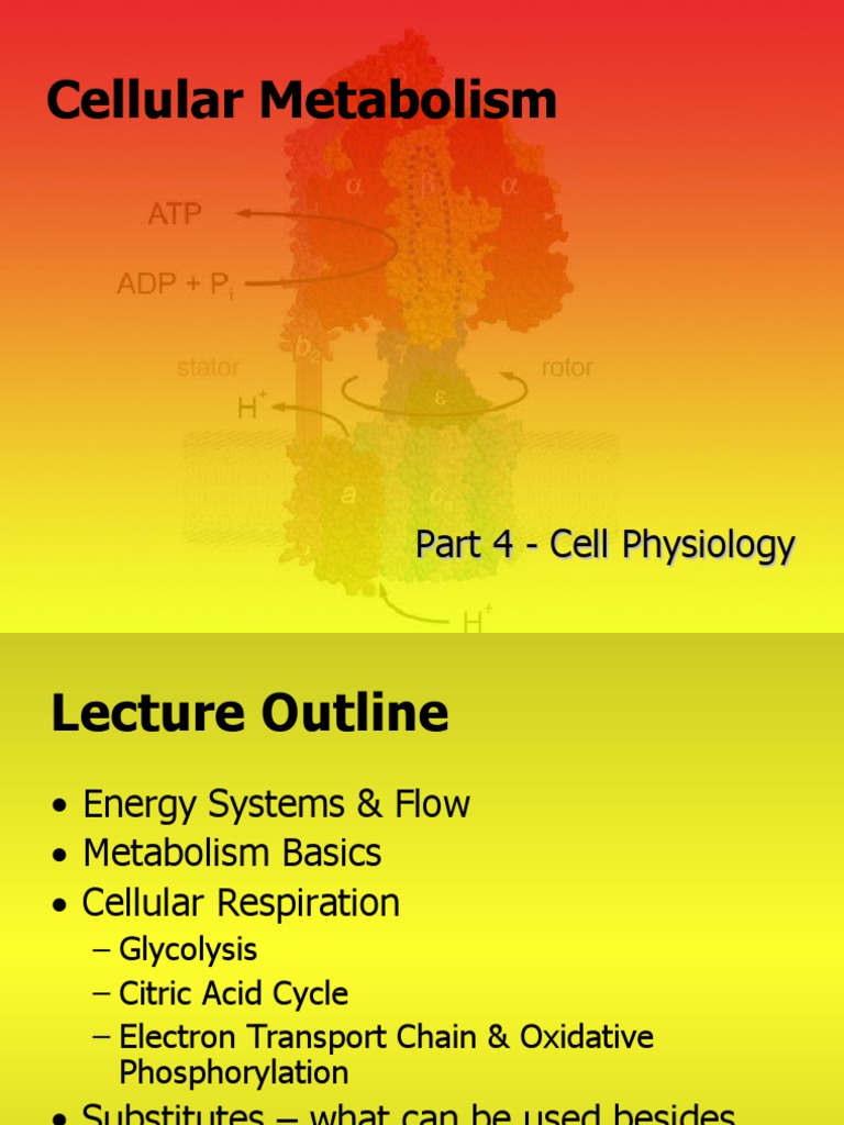 Cellular Metabolism and Respiration Overview | PDF | Adenosine ...