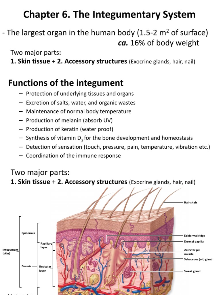 BIOL 2210 Chapter 6, Integument System-1 | PDF | Integumentary System ...