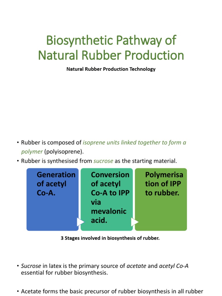 Biosynthetic Pathway of NR Production | PDF | Biosynthesis | Natural Rubber