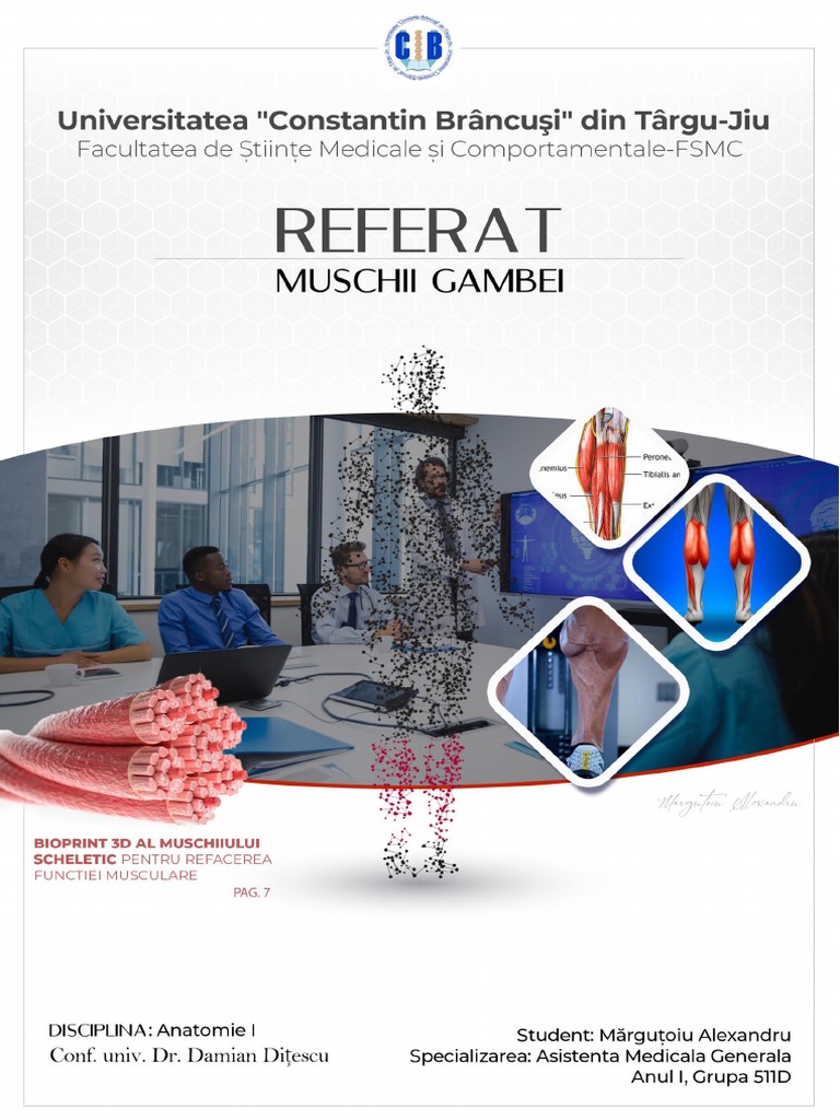 Muschii Gambei - Anatomie | PDF