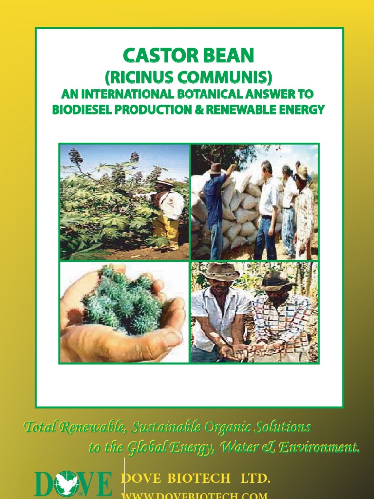 Castor Bean: Sustainable Biodiesel Solutions | PDF | Seed | Biodiesel