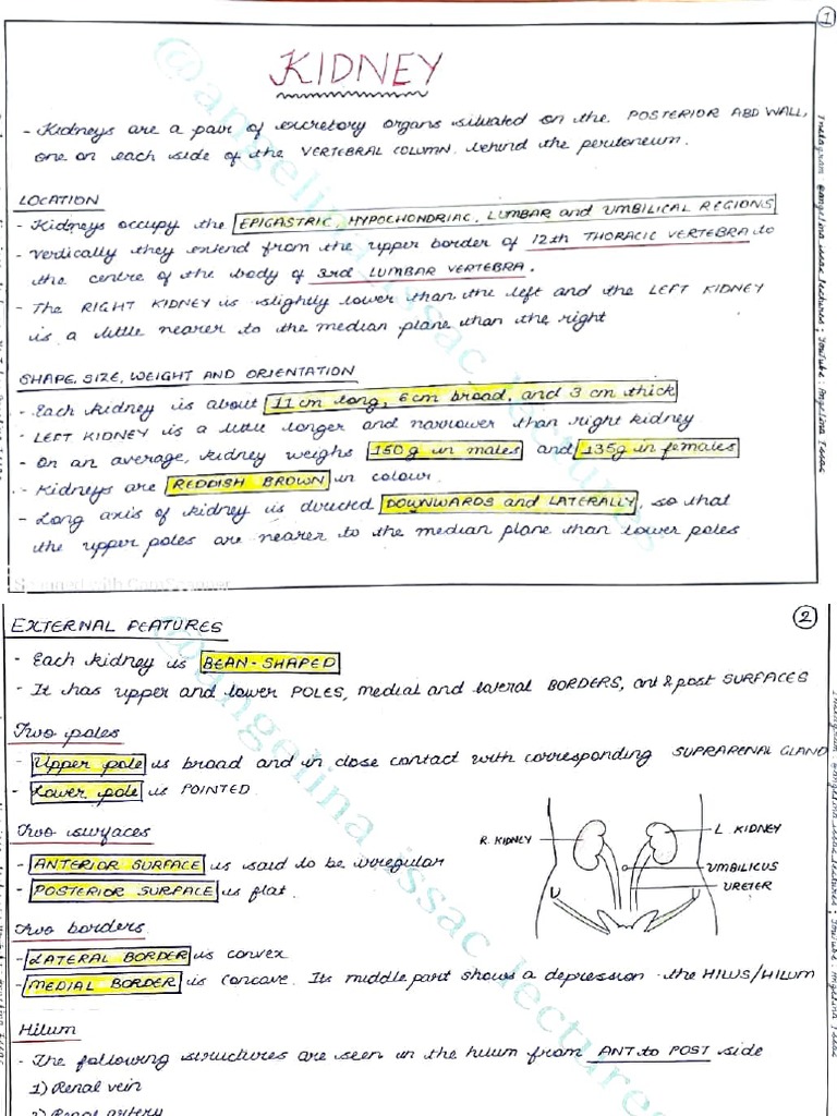 Urinary System Notes | PDF | Kidney | Urology